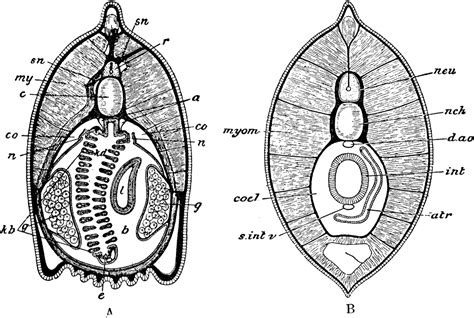 Lancelet Section Clipart Etc