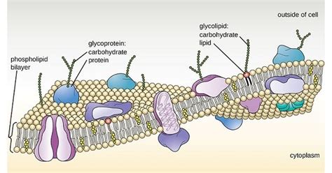 Proteoglycan Aggregate