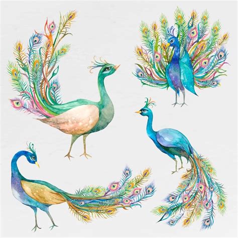 Beautiful Watercolor Peacock Set Free Vector