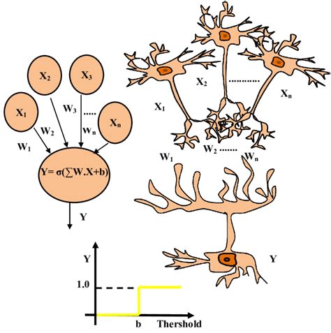 2 Biological And Artificial Neuron In Interaction With Other Neurons Download Scientific Diagram