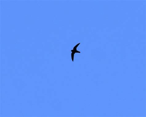 アマツバメ科 eBird