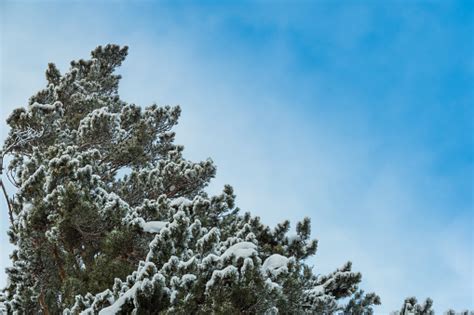푸른 하늘에 대한 서리에 가지 흰색 벨벳에 눈 숲 화창한 추운 날씨에 는 아래쪽 보기 0명에 대한 스톡 사진 및 기타 이미지