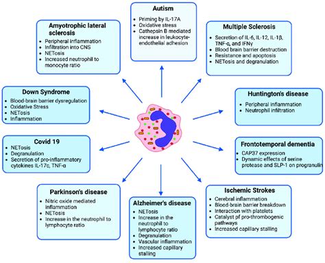 An Overview Of Neutrophils Functions In Various Neurological Diseases Download Scientific