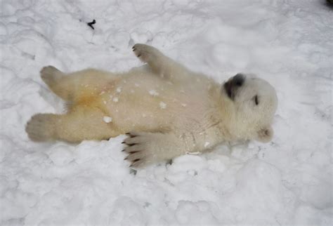 Polar Bear Babies