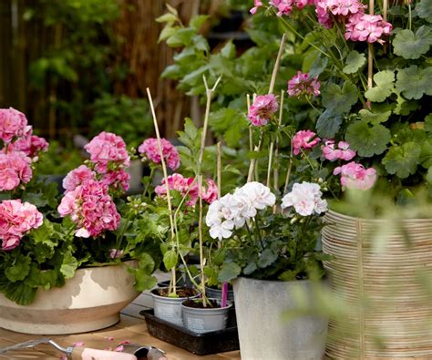 What Do Geranium Plants Look Like