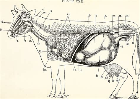 The Organ Systemsdigestive Wikibooks Open Books For An Open World
