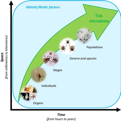 improving our understanding of the tick microbial community ecology