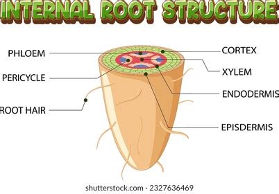 Internal Structure Root Diagram Illustration Stock Vector Royalty Free 2327636469 Shutterstock