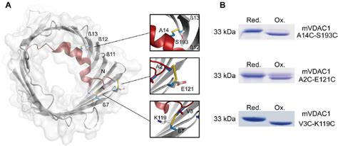 Cysteine Mutagenesis On Mvdac1 And Cross Linking Of The N Terminal