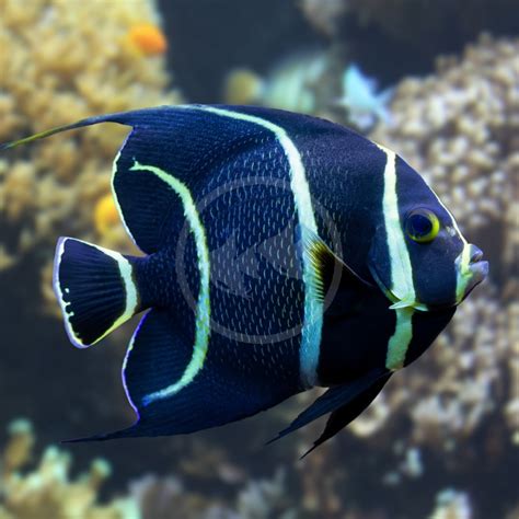 Angel French Pomacanthus Paru Aquatics Unlimited