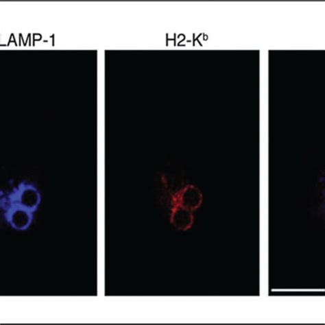 Examples Of Dendritic Cell Dc Maturation Profiles As Assessed By Flow