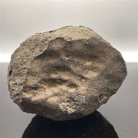 Allende Meteorite What Is The Allende Meteorite Made Out Of Allende