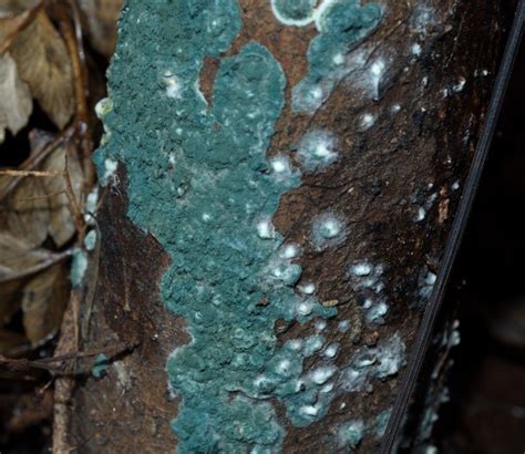 Trichoderma Species Allergy And Proper Treatment Mold Busters