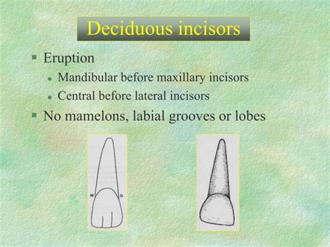 7264369 Morphology Of Deciduous Dentitionppt