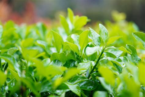 绿色图片素材 绿色设计素材 绿色摄影作品 绿色源文件下载 绿色图片素材下载 绿色背景素材 绿色模板下载 搜索中心