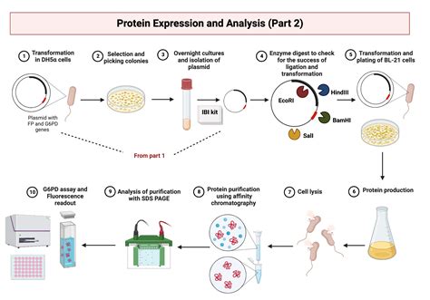 Protein Expression With Steps To Confirm Plasmid Generation Biorender Science Templates