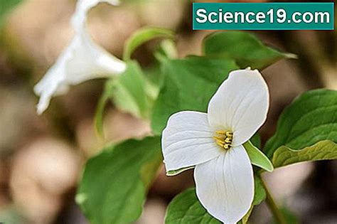 Растения и животни в широколистни гори 💫 Научно Популярен Мултимедиен Портал 2025