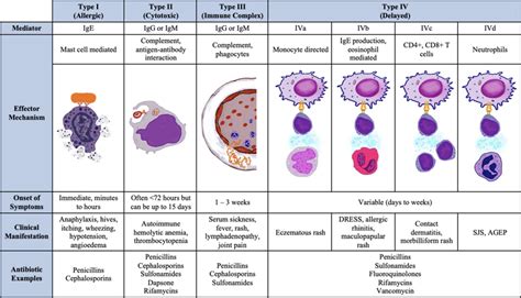 Types Of Hypersensitivity Reactions Based On Gell And Coombs Download Scientific Diagram