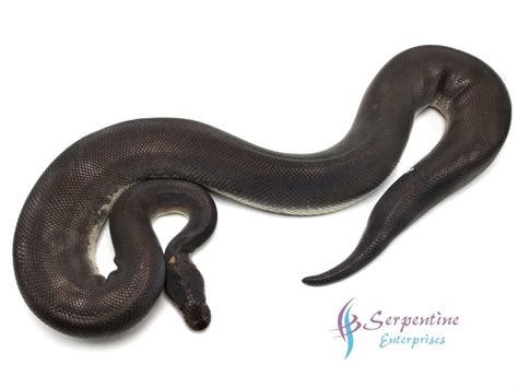 8 Ball Ball Python Care Temperament And Morph Information Vital Frog