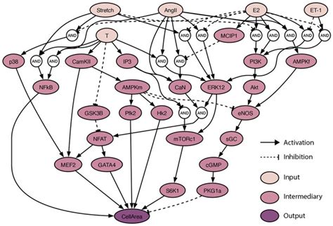 Modeling The Interplay Of Sex Hormones In Cardiac Hypertrophic Signaling Pmc