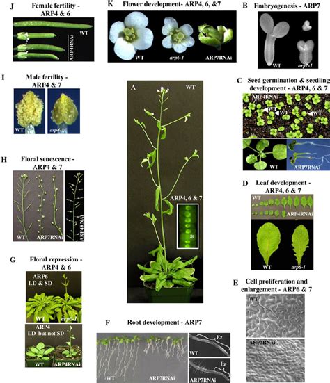 Deficiencies In Arabidopsis ARPs ARP ARP And ARP Alter Cell Download Scientific Diagram