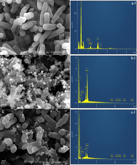 Rhodococcus Plos One