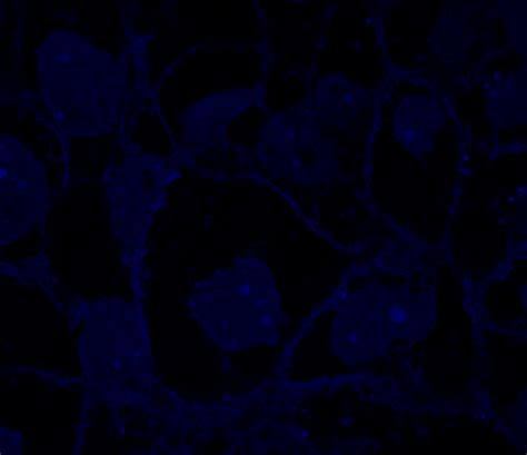 Questions With Answers In DAPI Science Topic