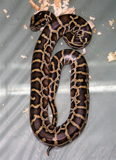 Burmese Python Python Bivittatus Stock Image Image Of Bivittatus Burmese Python Python Bivittatus Stock Image Image Of Bivittatus