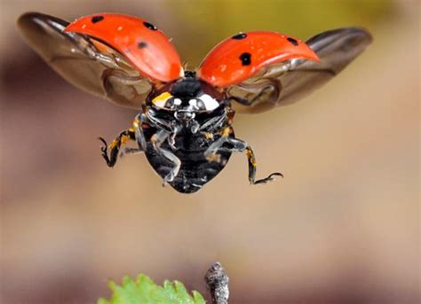 Божья коровка описание где обитает чем питается сколько живет