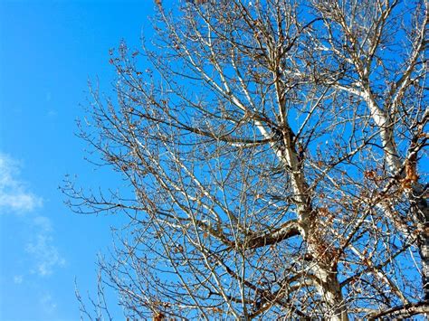 Cottonwood Uses And Plant Monograph