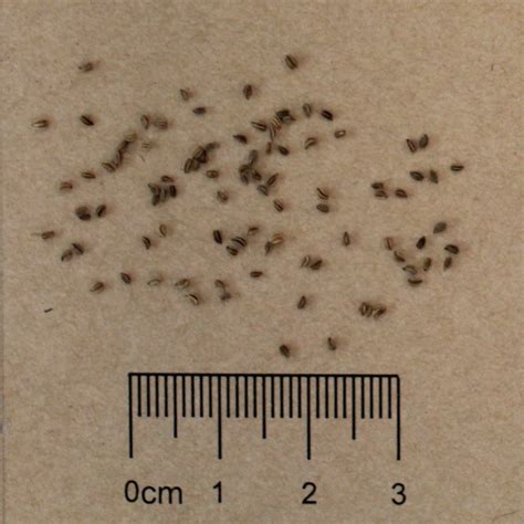 Celery Seed Saving Guide The Seed Collection