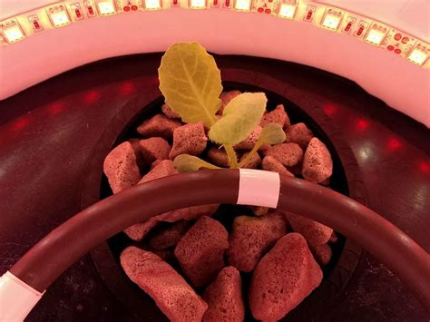 HYDRO WASABI Space Buckets DIY Indoor Gardening