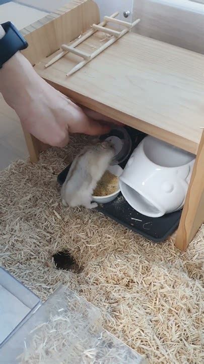 이상한 햄스터 Youtube