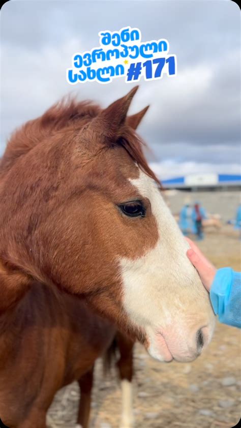 ევროპის უნივერსიტეტი 🐾🔵“ევროპის უნივერსიტეტის” ვეტერინარიის პროგრამის სტუდენტებისთვის გაეროს