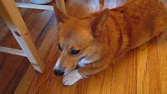 Category Hatena Wikimedia Commons