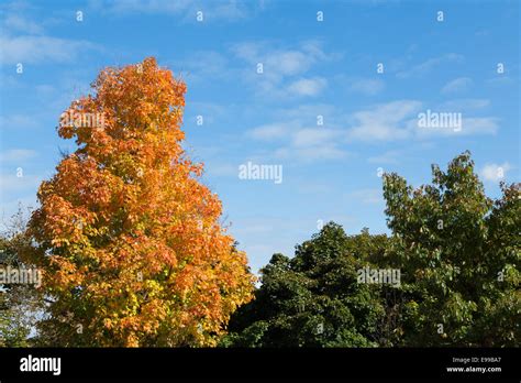 A Tree Showing Colourful Leaves In The Fall With Copy Space Stock Photo Alamy