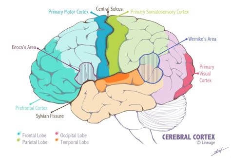 Ap Psychology Study Resource About Somatosensory Cortex Ap