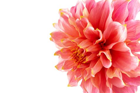 분홍색 노란색 흰색 신선한 달리아 꽃 매크로 사진 흰색 배경에 격리 밝은 색상과 노란색 흰색 하이라이트를 강조 하는 컬러그림 어머니의 날 배경 0명에 대한 스톡 사진 및