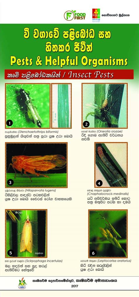 වි වගාවේ පළිබෝධ හා Department Of Agriculture Sri Lanka