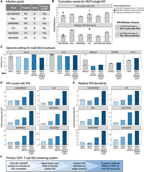 Several Cell Intrinsic Effectors Drive Type I Interferon Mediated Restriction Of Hiv 1 In