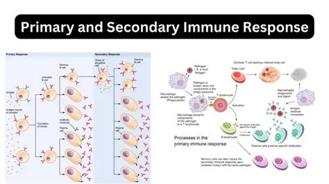 Antigen Processing And Presentation Cytosolic Pathway And Endocytic