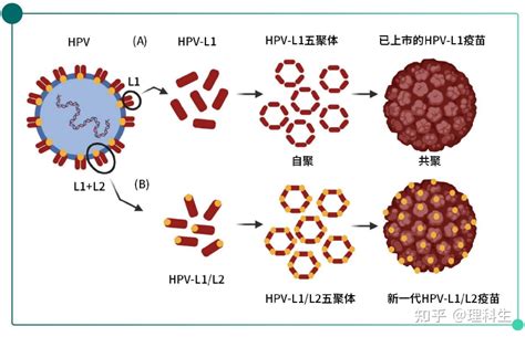 病毒样颗粒疫苗及其纯化工艺简介 知乎