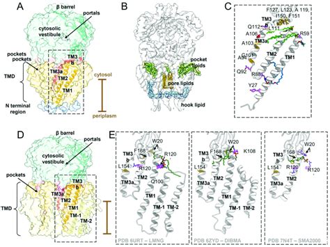 Architecture And Lipid Coordination Of MscS And YnaI A The Surface Download Scientific