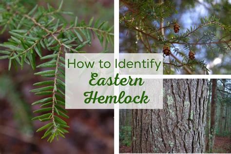 How To Identify Eastern Hemlock Hemlock How To Identify Trees Tree Growth