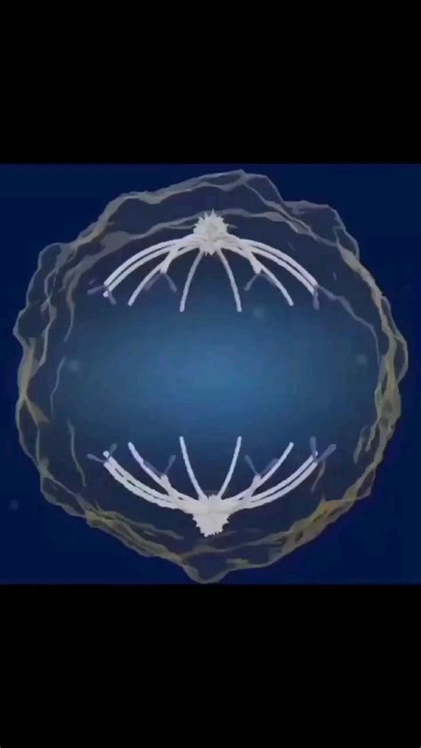 Stages Mitosis Biology Background Mother Cell Stock Footage Video Artofit
