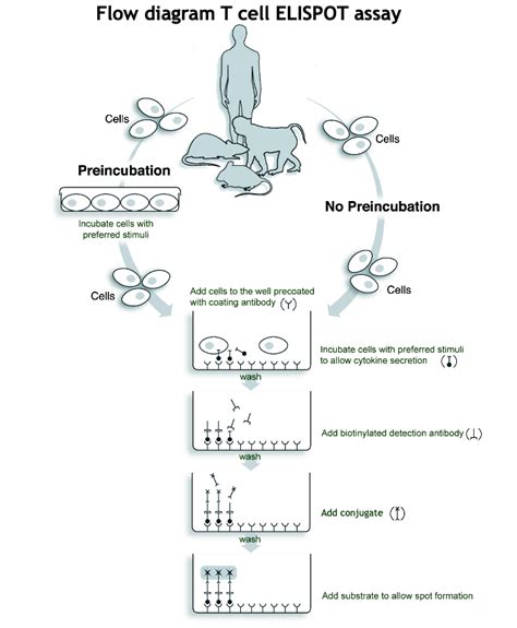 Detection Of Cytokines Secreting Cells Using The T Cell Elispot Assay U Cytech
