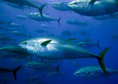 Majestic Tuna — Hd Ocean Wallpaper 1600x1144 Wallpaper Abyss