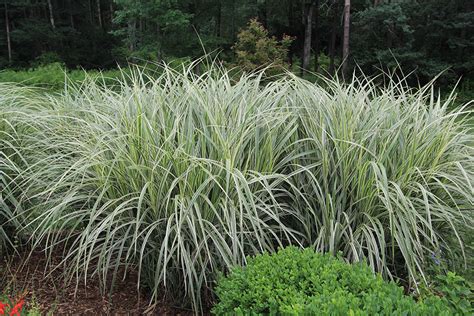 Variegated Miscanthus Grass