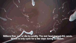 Zero State Reflex Fertilization A Beautifully Done Animation On