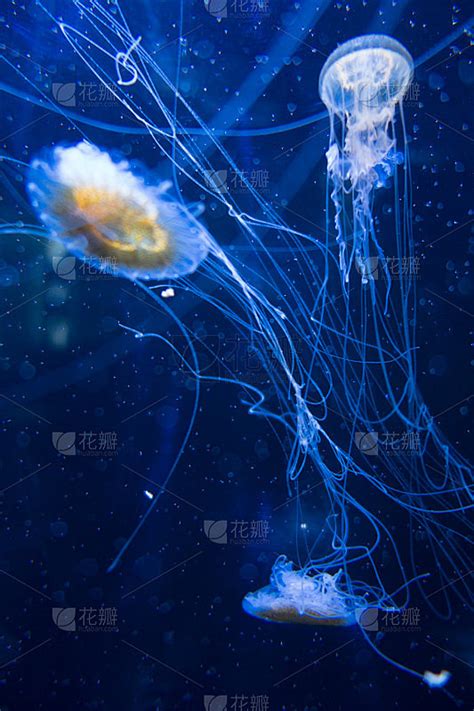 漂浮在深海中的水母